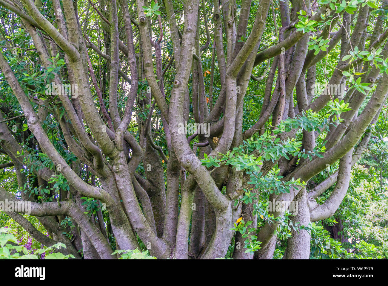 Tree trunks grow together creating an abstract scene Stock Photo - Alamy