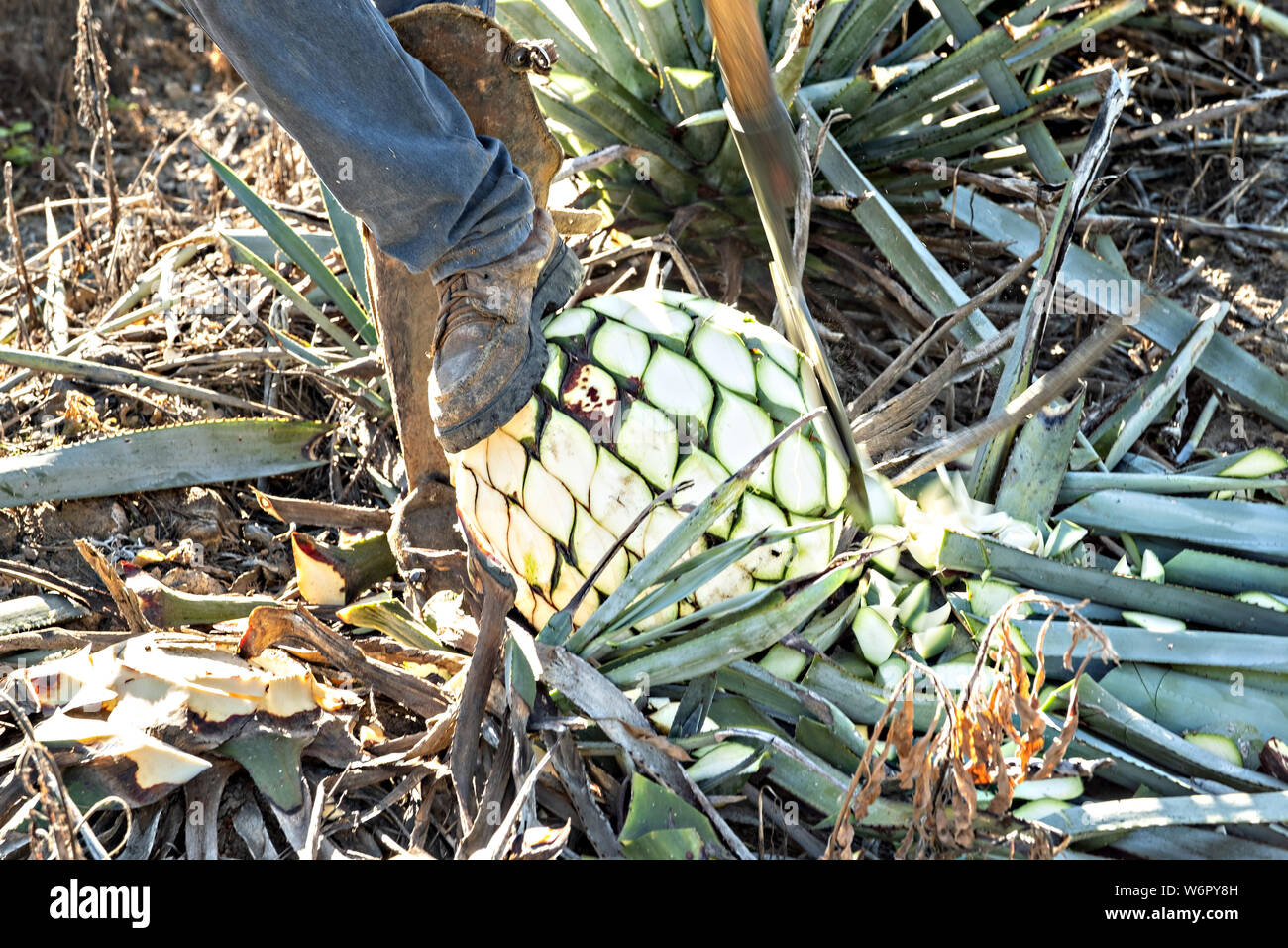A jimador uses a coa, a knife like spade, to cut the spears off blue ...