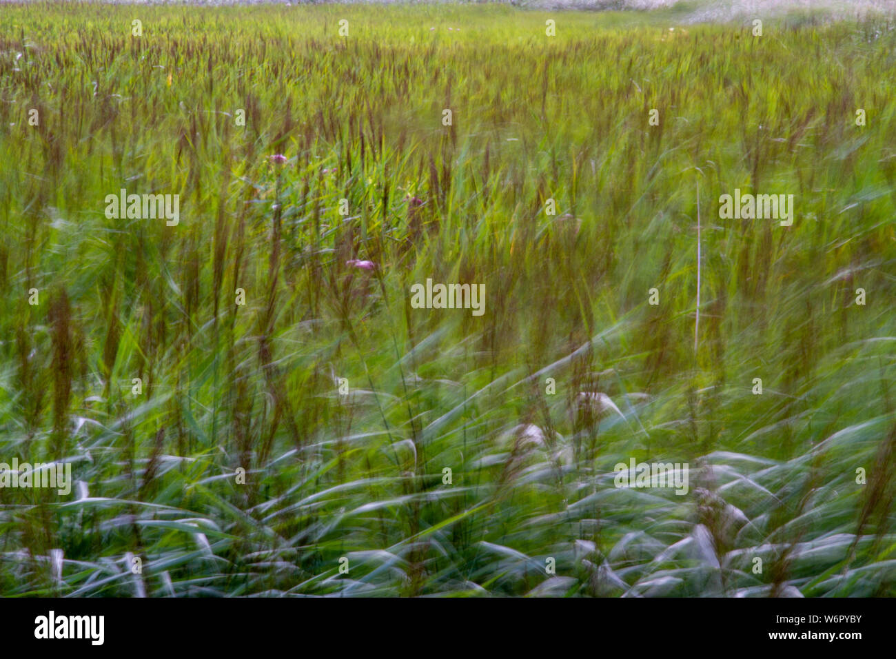 Reeds blowing hi-res stock photography and images - Alamy