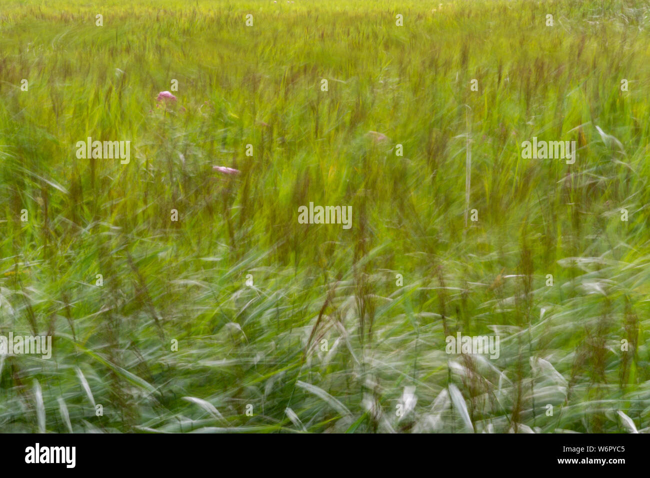 Reeds blowing hi-res stock photography and images - Alamy
