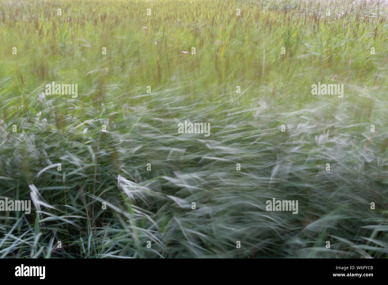 Reeds blowing hi-res stock photography and images - Alamy