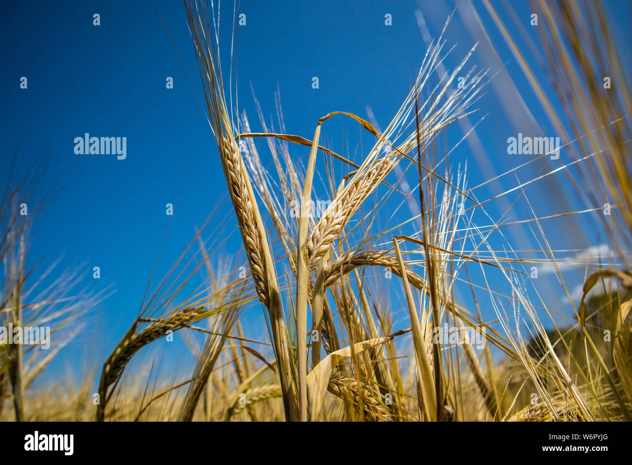High crop yield wheat hi-res stock photography and images - Alamy