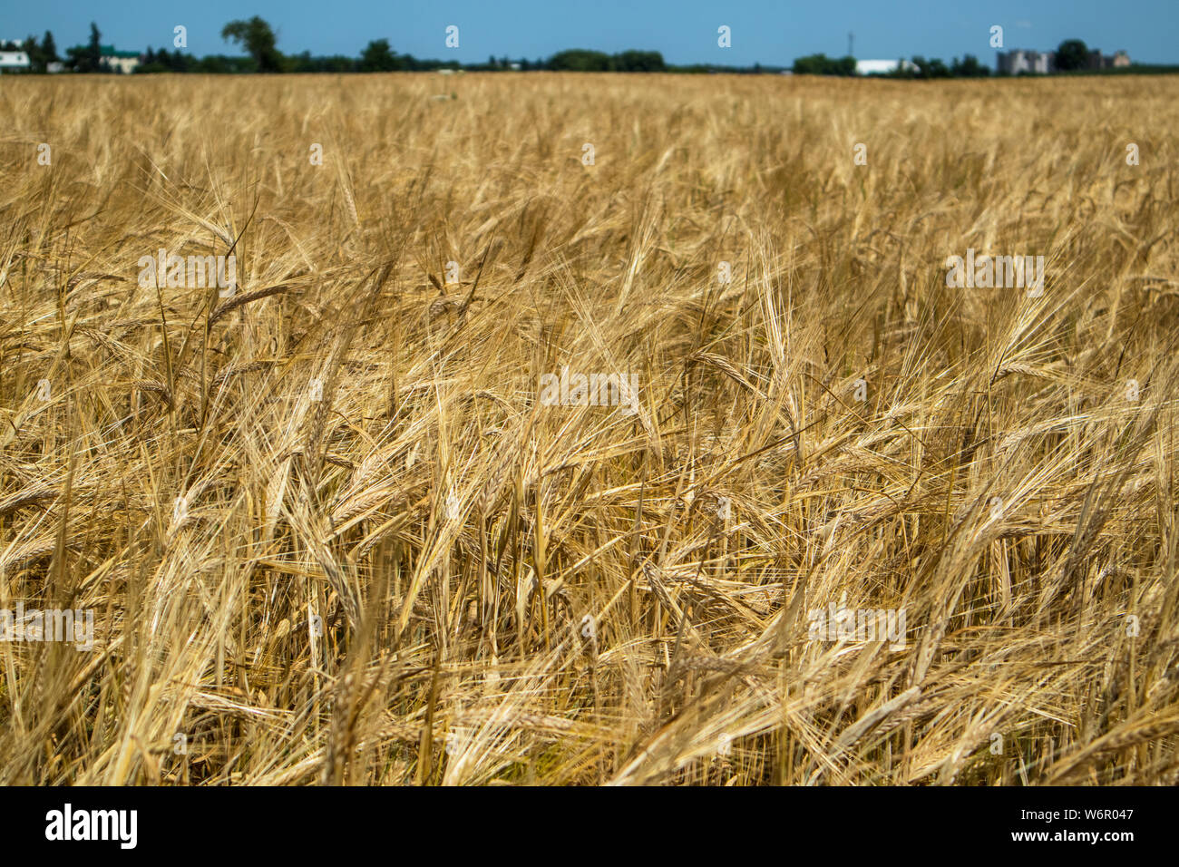 High crop yield wheat hi-res stock photography and images - Alamy