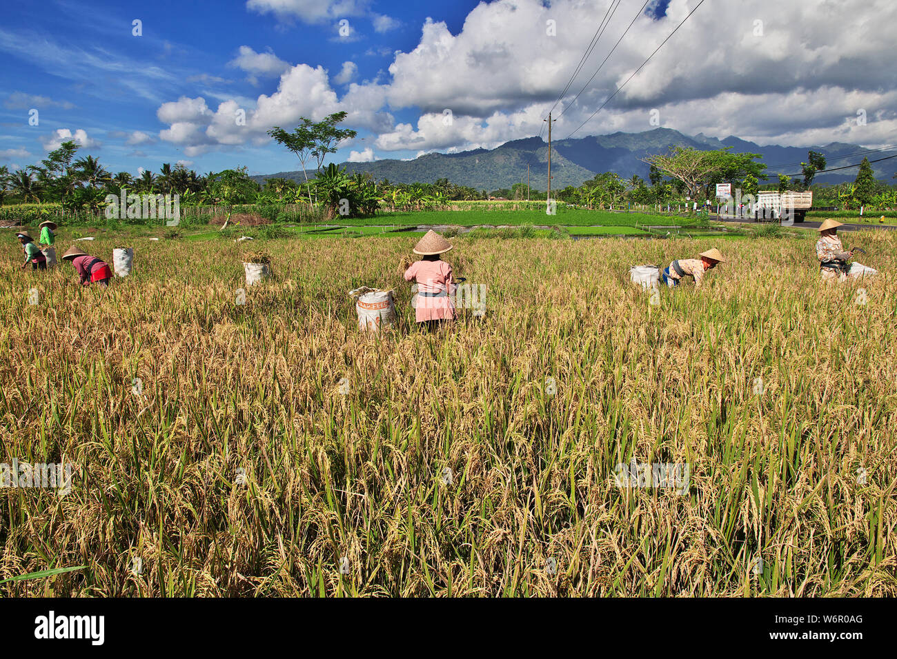 Java, Indonesia - 02 Aug 2016. People on the rice field in village of ...