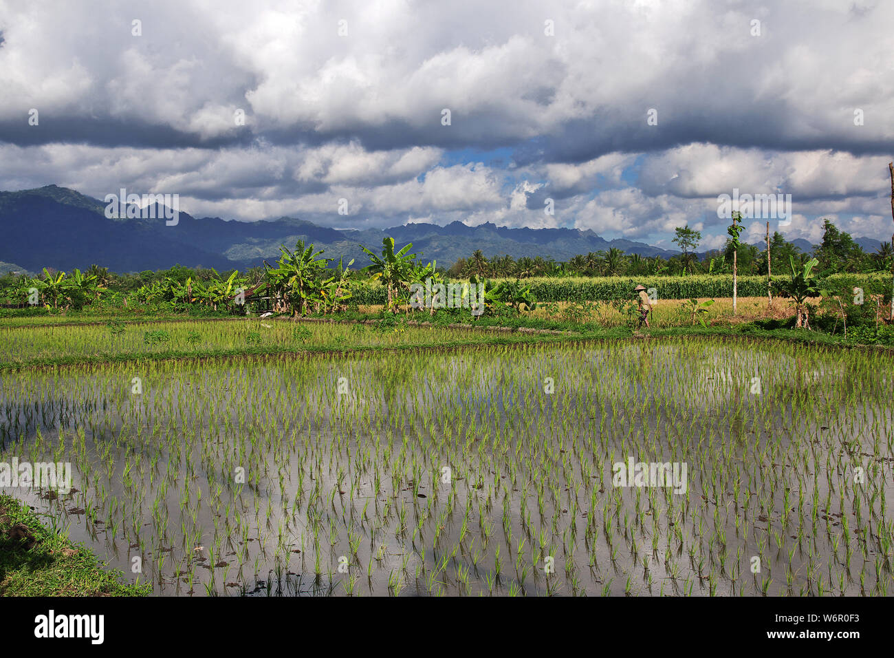 Rice fields in village of Indonesia Stock Photo - Alamy