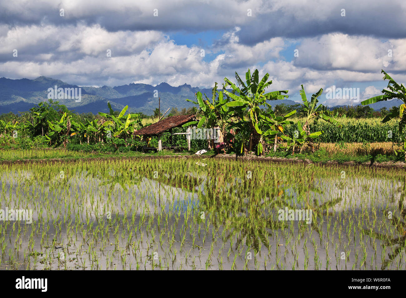 Rice fields in village of Indonesia Stock Photo - Alamy