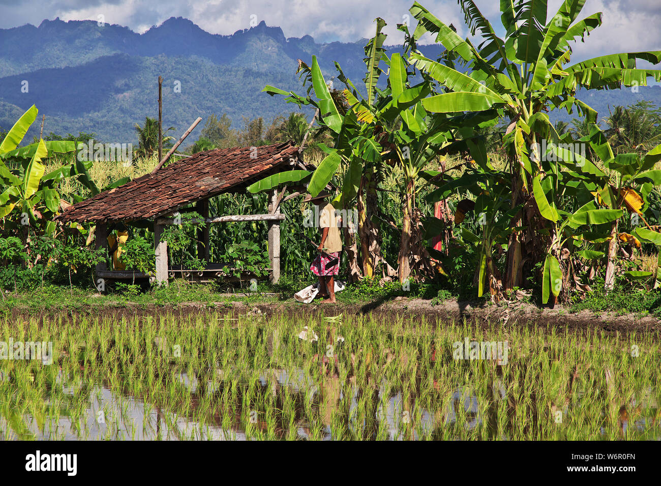Rice fields in village of Indonesia Stock Photo - Alamy