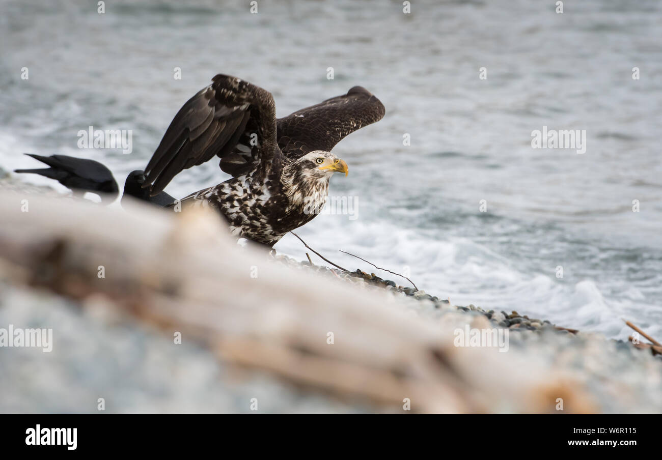 Immature bald eagle on the beach Stock Photo - Alamy