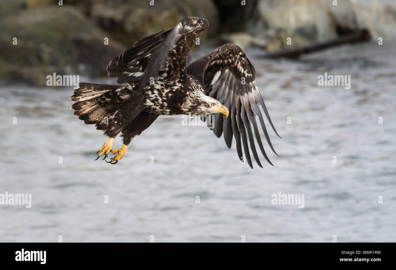 Immature bald eagle on the beach Stock Photo - Alamy