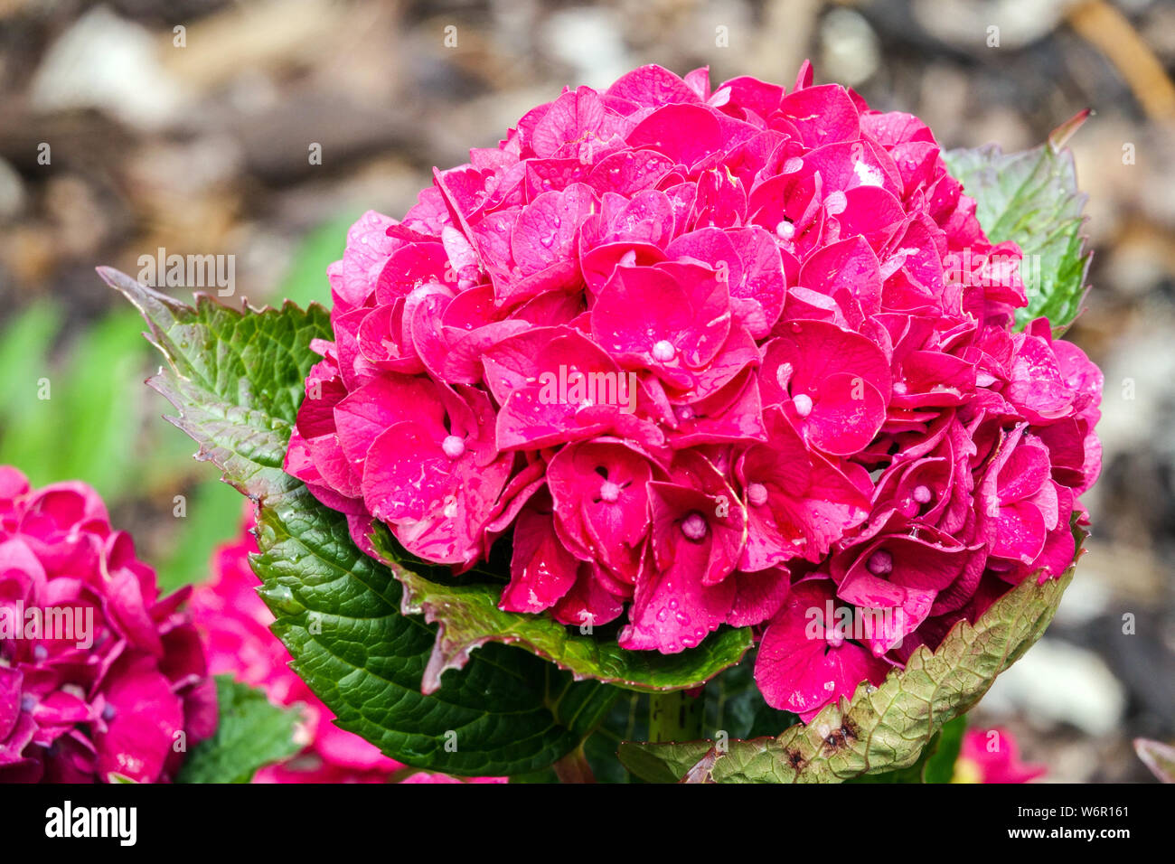 Red hydrangea hi-res stock photography and images - Alamy