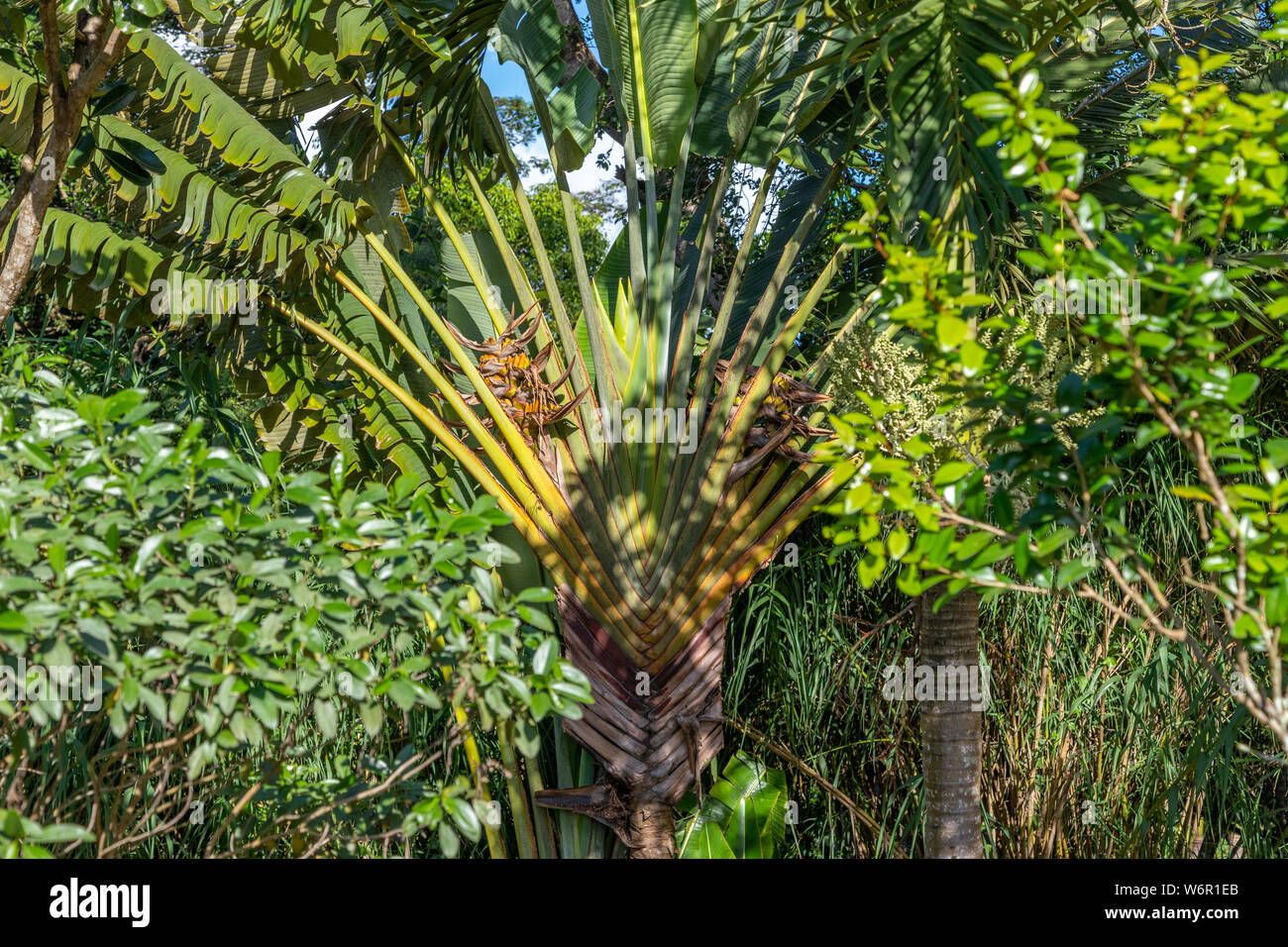 Fan palm on Mauritius island, Indian ocean Stock Photo - Alamy