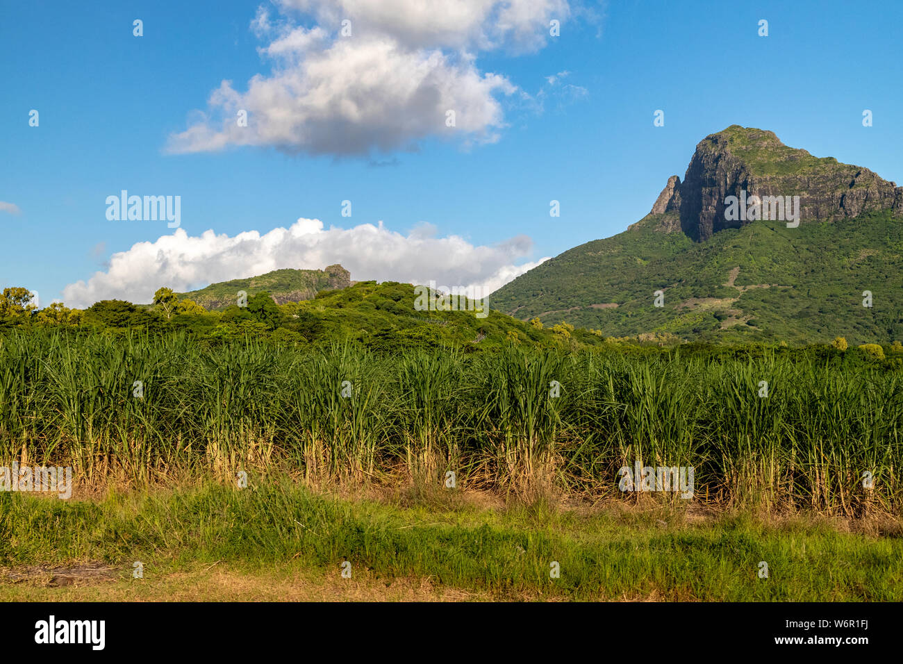 Sugar cane fields and mountain on Mauritius island, africa Stock Photo ...