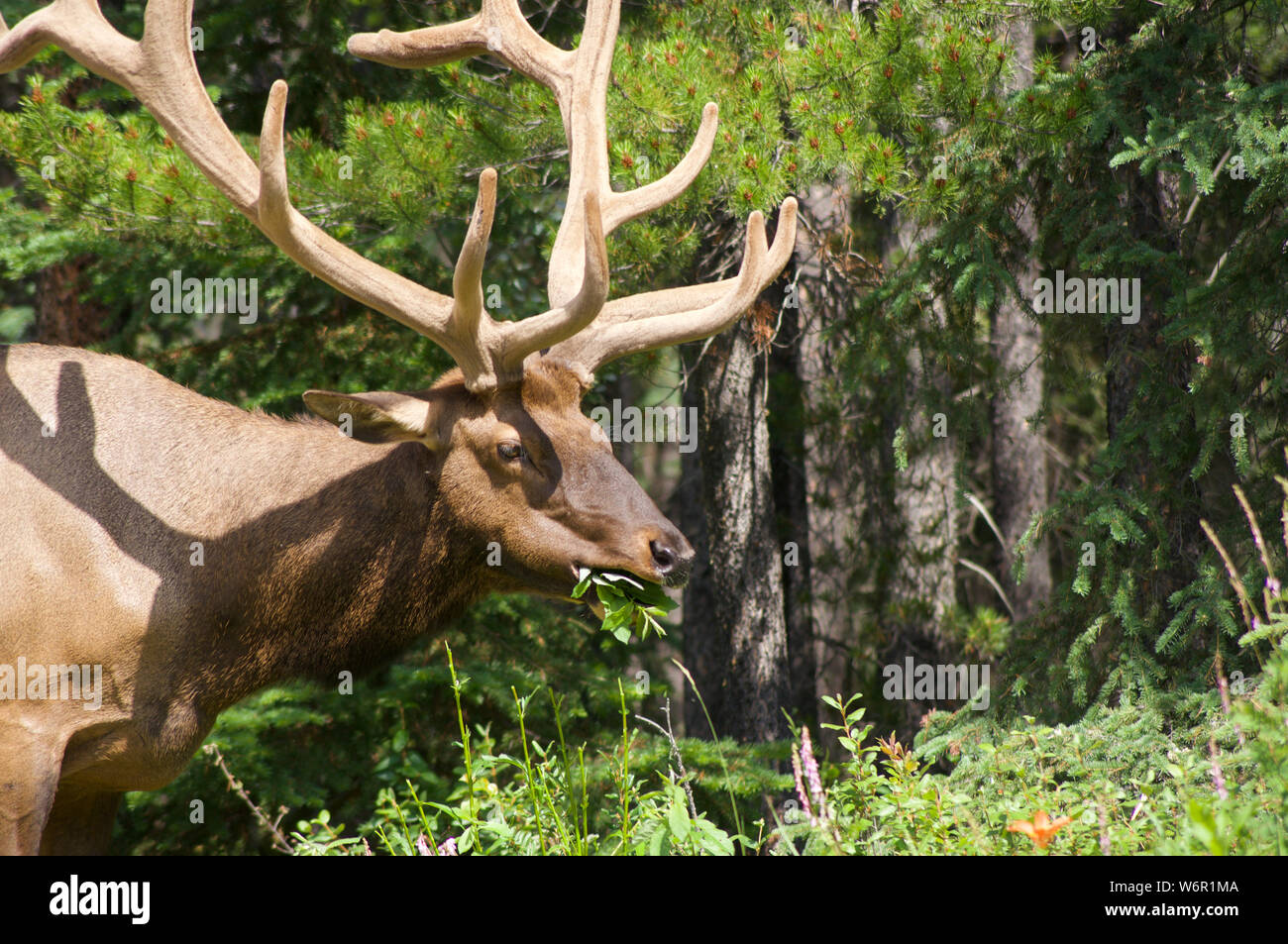 Elk eating local vegetation in Jasper National Park in Canada Stock ...