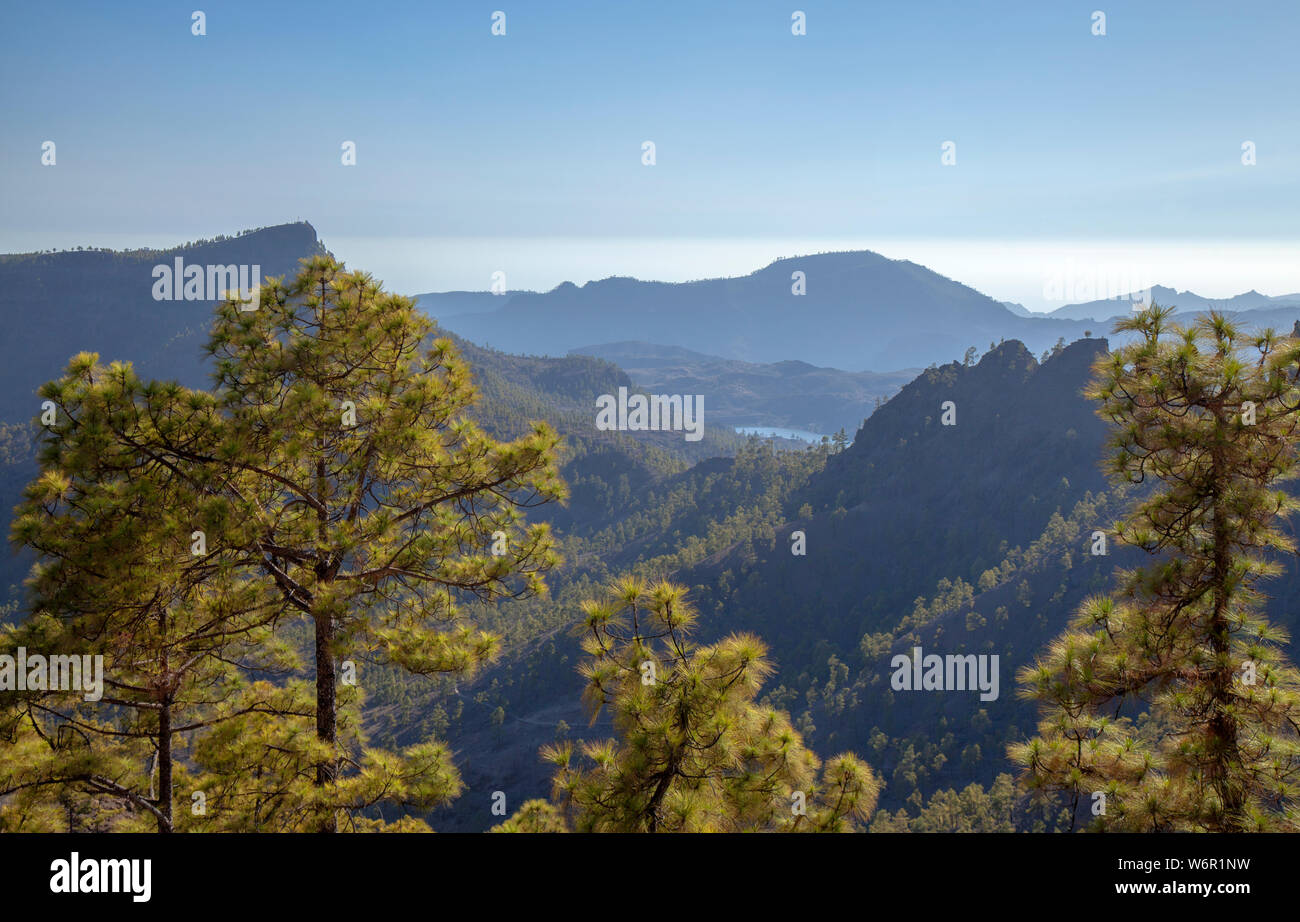Gran Canaria, July, view over sparse pine forest of nature park ...