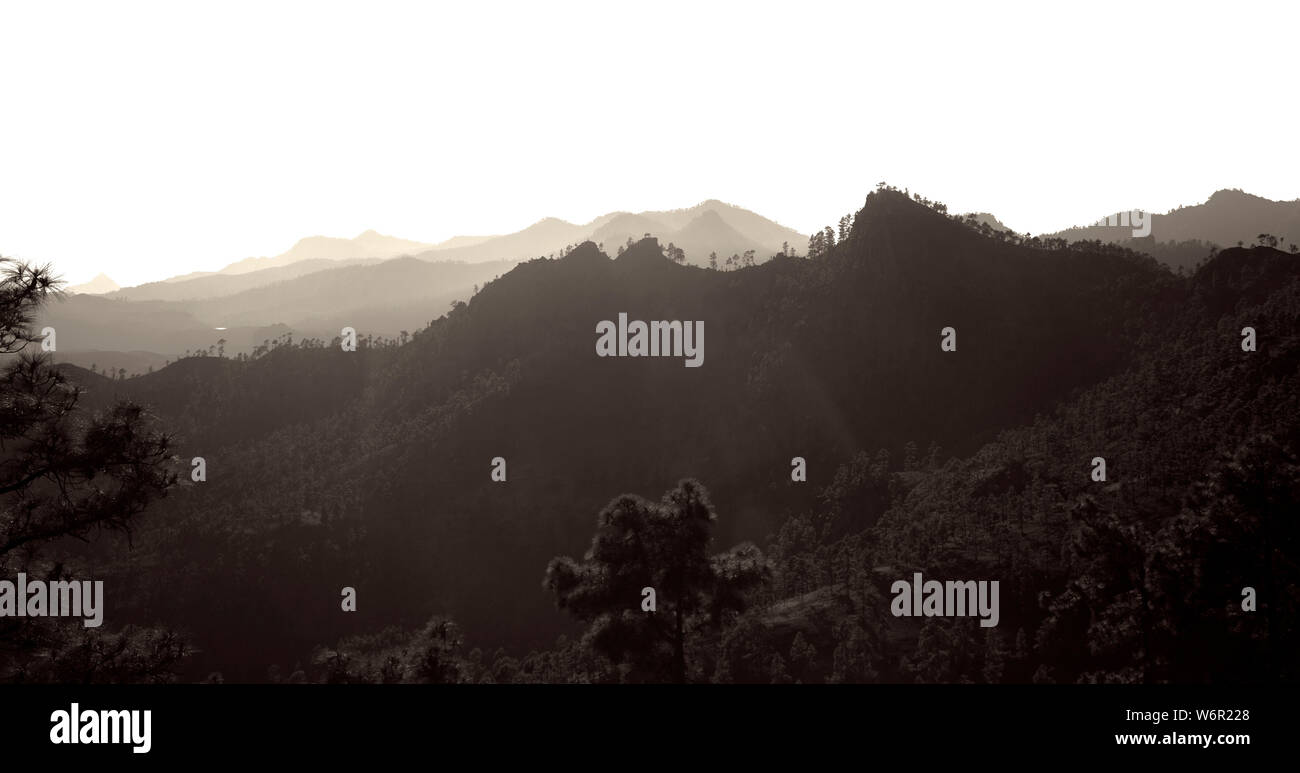 Gran Canaria, July, view over sparse pine forest of nature park ...