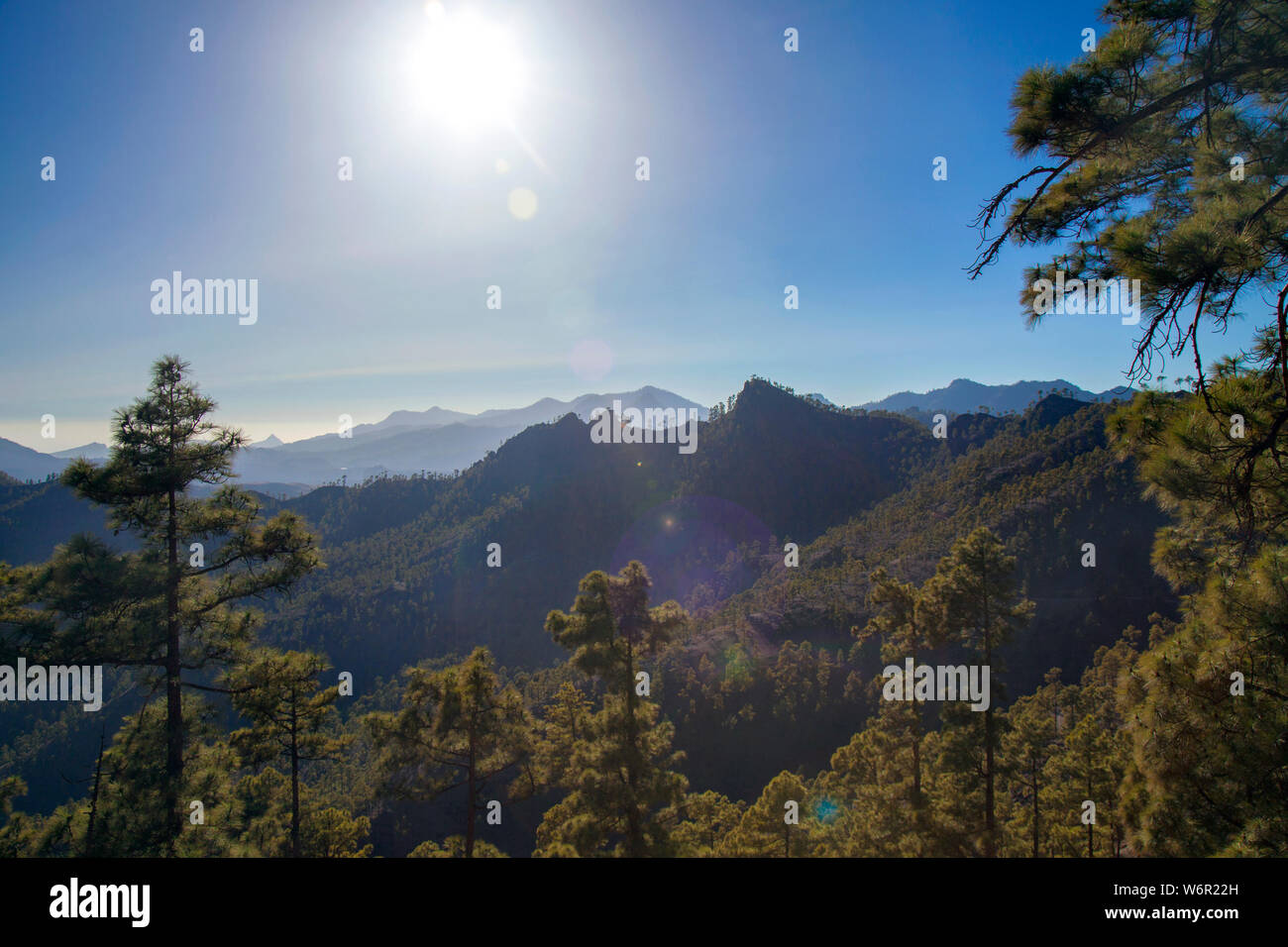 Gran Canaria, July, view over sparse pine forest of nature park ...