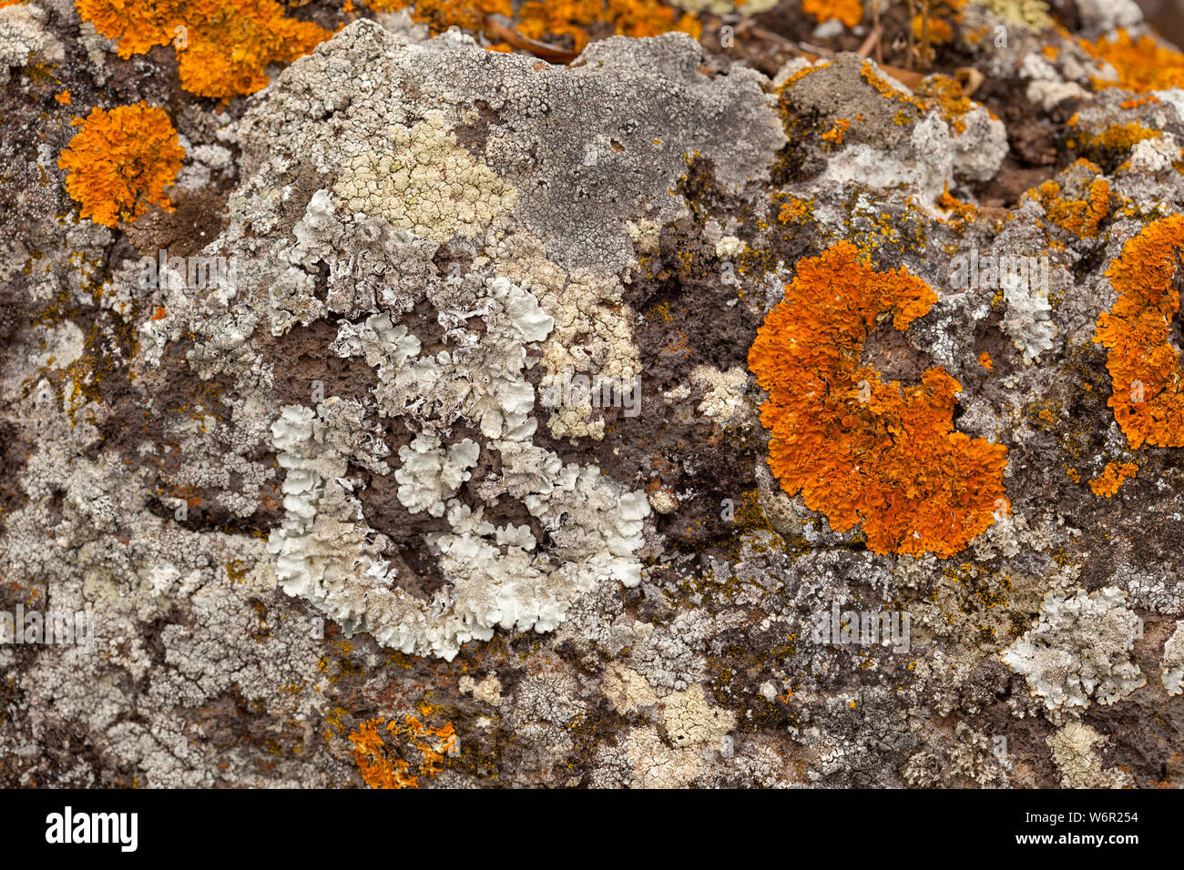 different color of lichens on rock natural background Stock Photo - Alamy