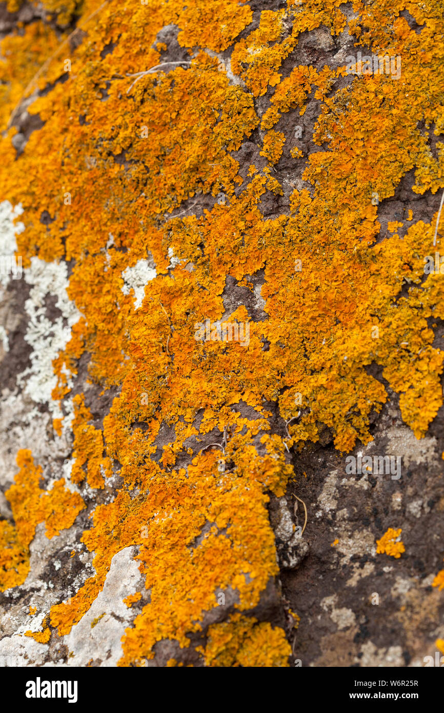 different color of lichens on rock natural background Stock Photo - Alamy