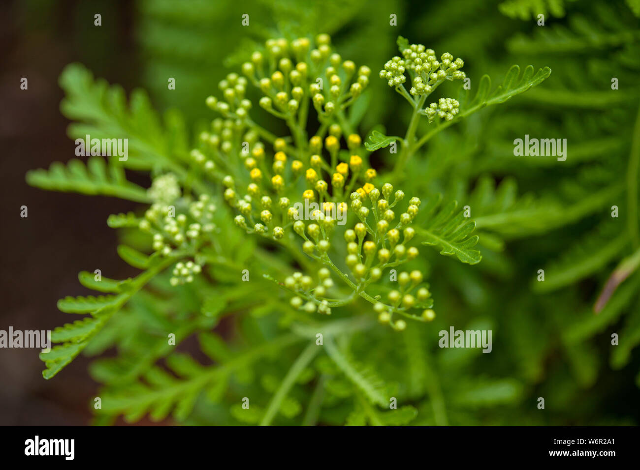 Flora of Canary Islands - flowering Gonospermum canariense natural ...