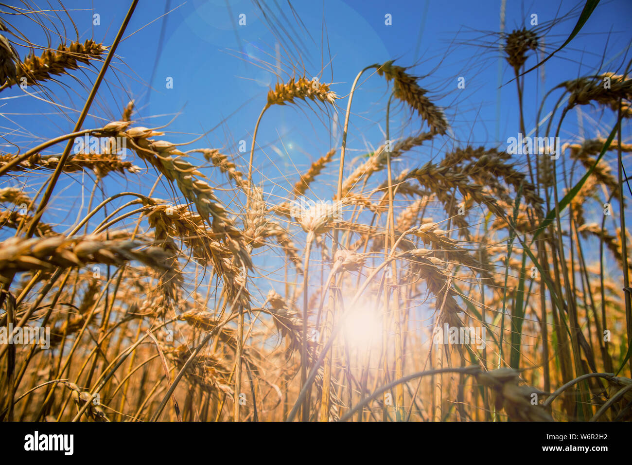 High Crop Yield Wheat High Resolution Stock Photography and Images - Alamy