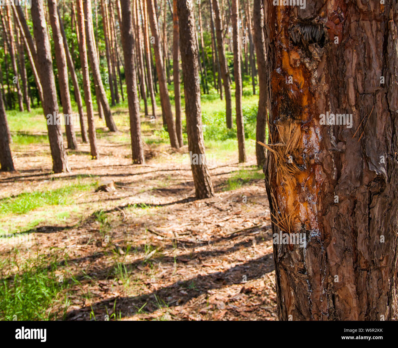 Claw marks tree hi-res stock photography and images - Alamy