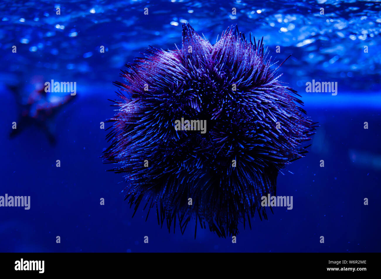 Blue sea urchin hi-res stock photography and images - Alamy