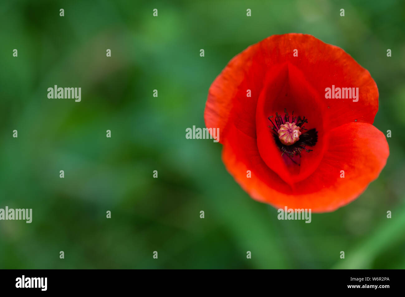 a glowing flower in focus Stock Photo - Alamy
