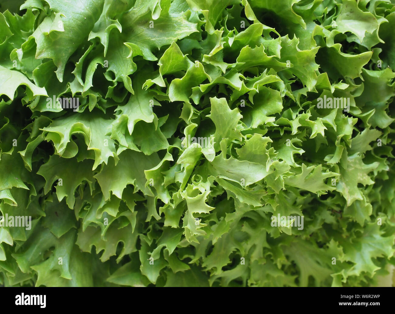 curly endive (aka frisee) green salad leaves useful as a background ...