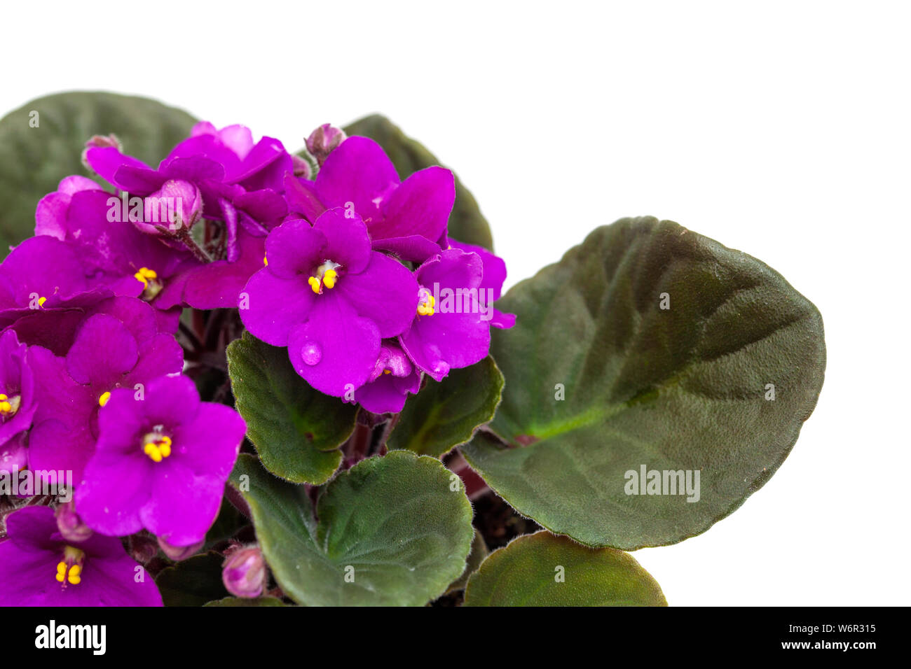 purple african violet isolated on white background Stock Photo - Alamy