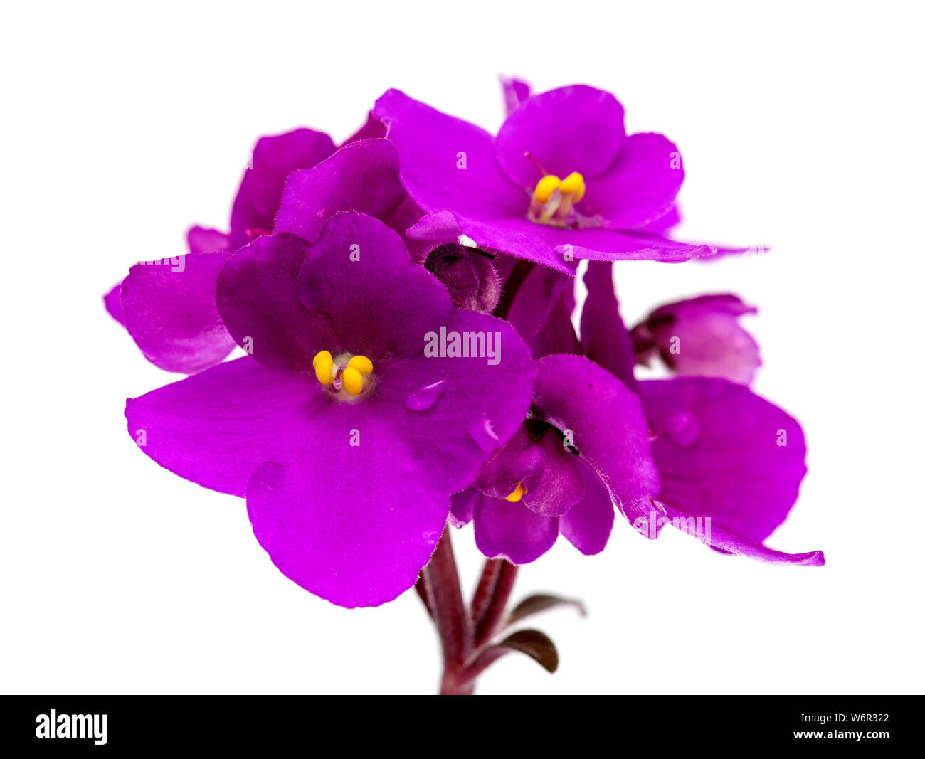 purple african violet isolated on white background Stock Photo - Alamy