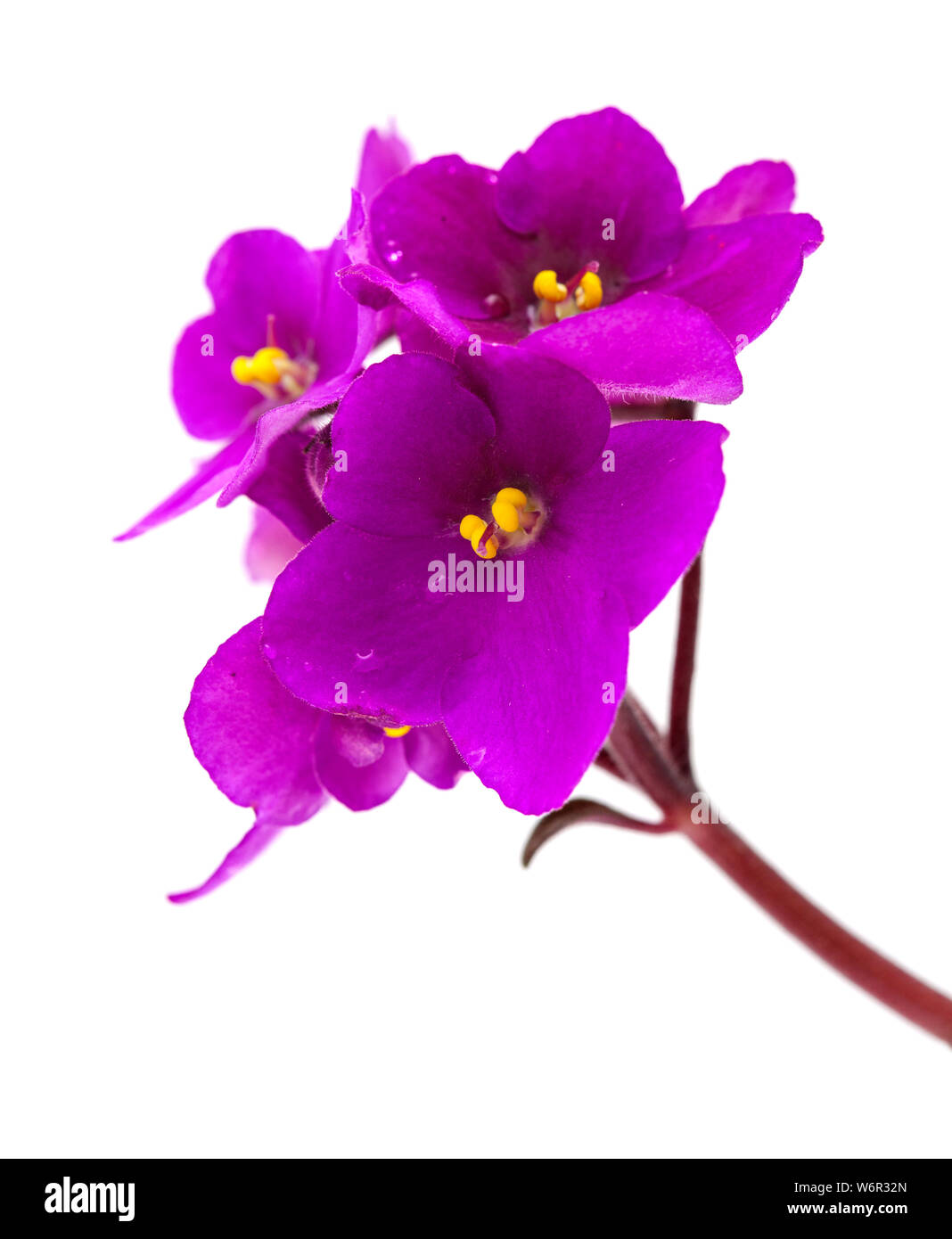purple african violet isolated on white background Stock Photo - Alamy