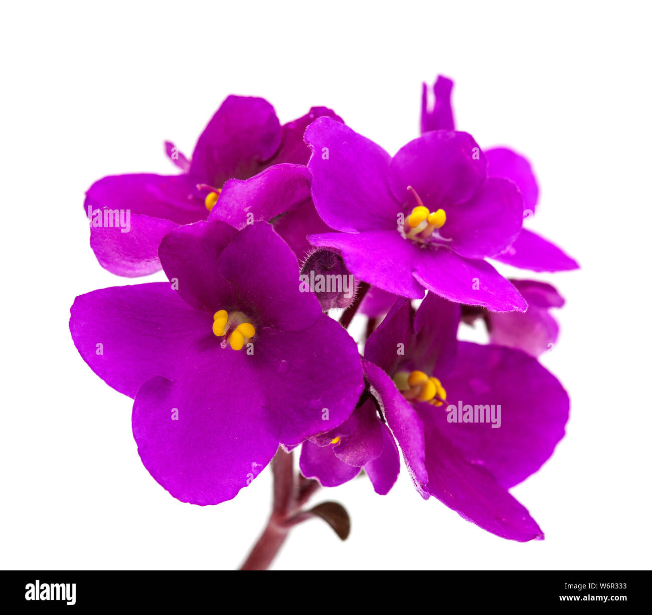 purple african violet isolated on white background Stock Photo - Alamy