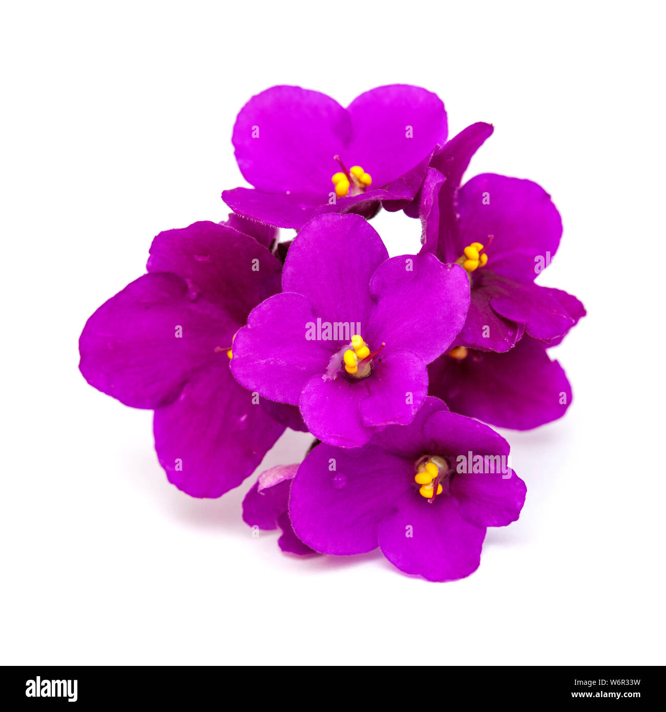 purple african violet isolated on white background Stock Photo - Alamy