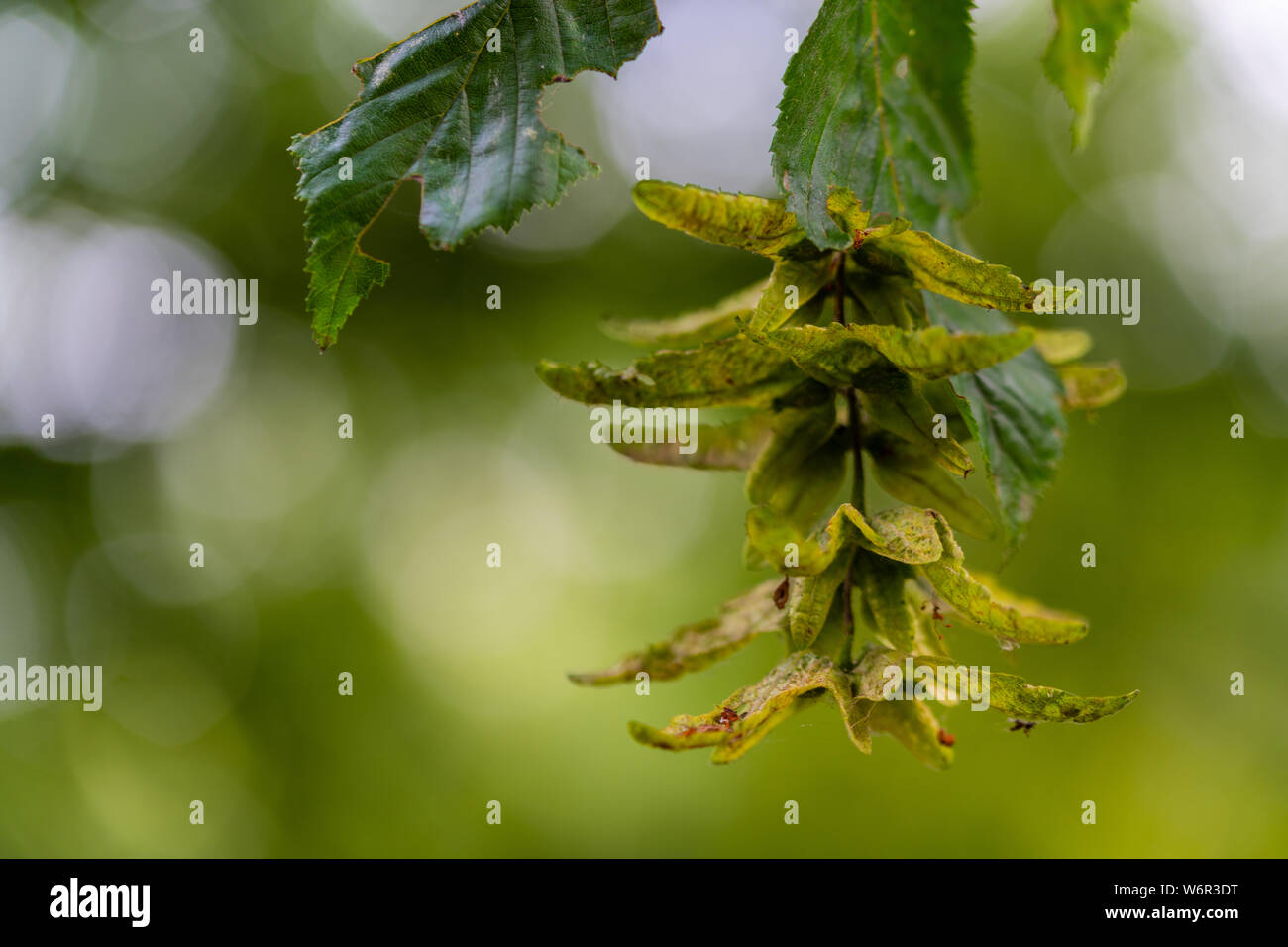 Helicopter leaf hi-res stock photography and images - Alamy