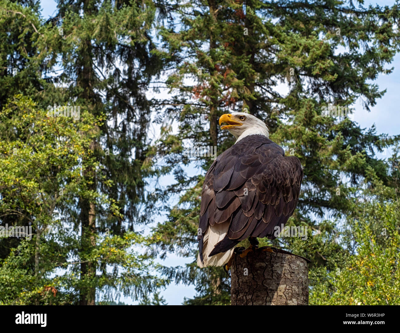 Mature Bald eagle perched in a tree looking backwards with a forest ...