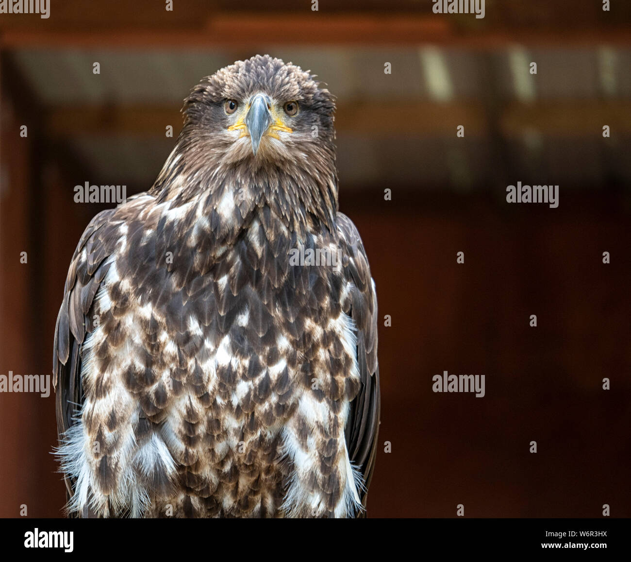 Adorable head and body of a Juvenile Bald eagle gazing into the ...