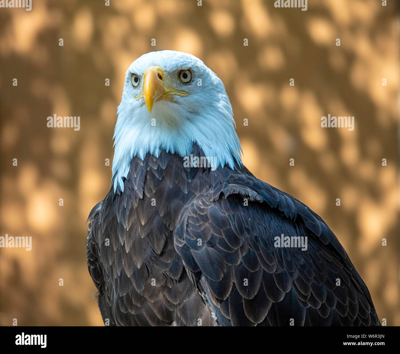 Mature bald eagle intense gaze and intelligent eyes Stock Photo - Alamy