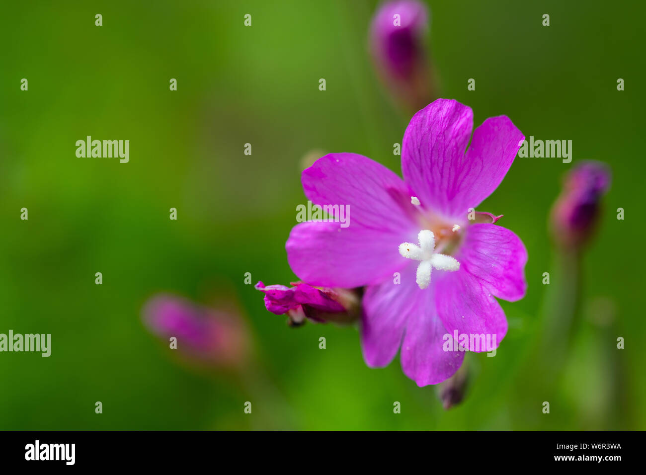a glowing flower in focus Stock Photo - Alamy