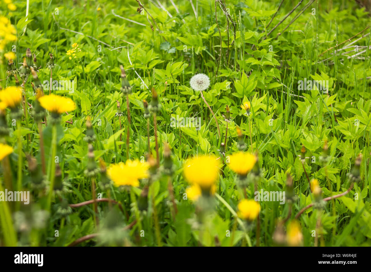 spring landscape with a young grass. dandelion flower. Focus is on ...