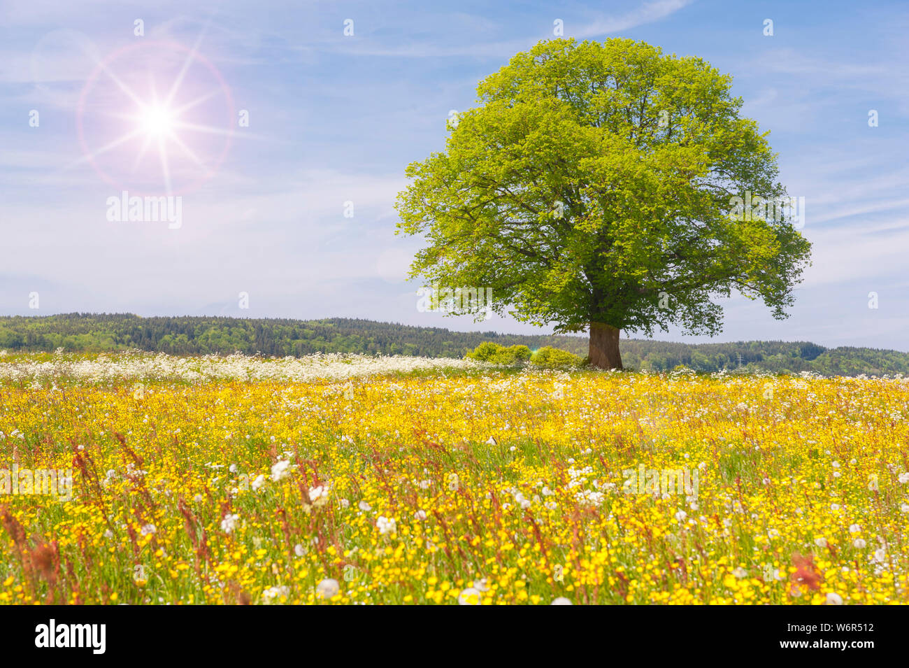 single linden tree in meadow at spring Stock Photo - Alamy