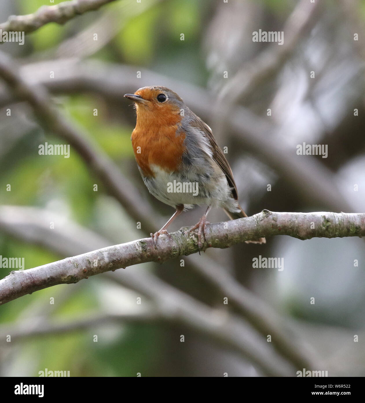 Adult robin hi-res stock photography and images - Alamy