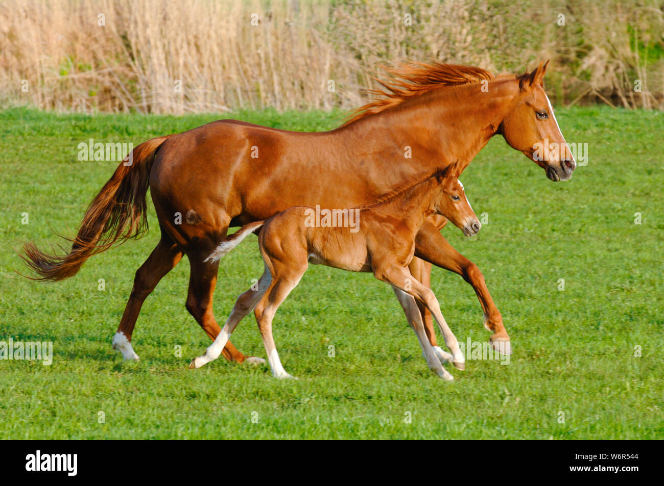 Mother mare hi-res stock photography and images - Alamy