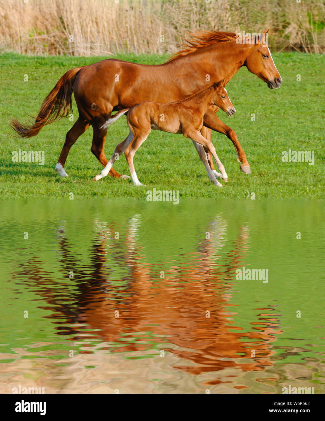mother mare with foal in synchronous gallop Stock Photo - Alamy