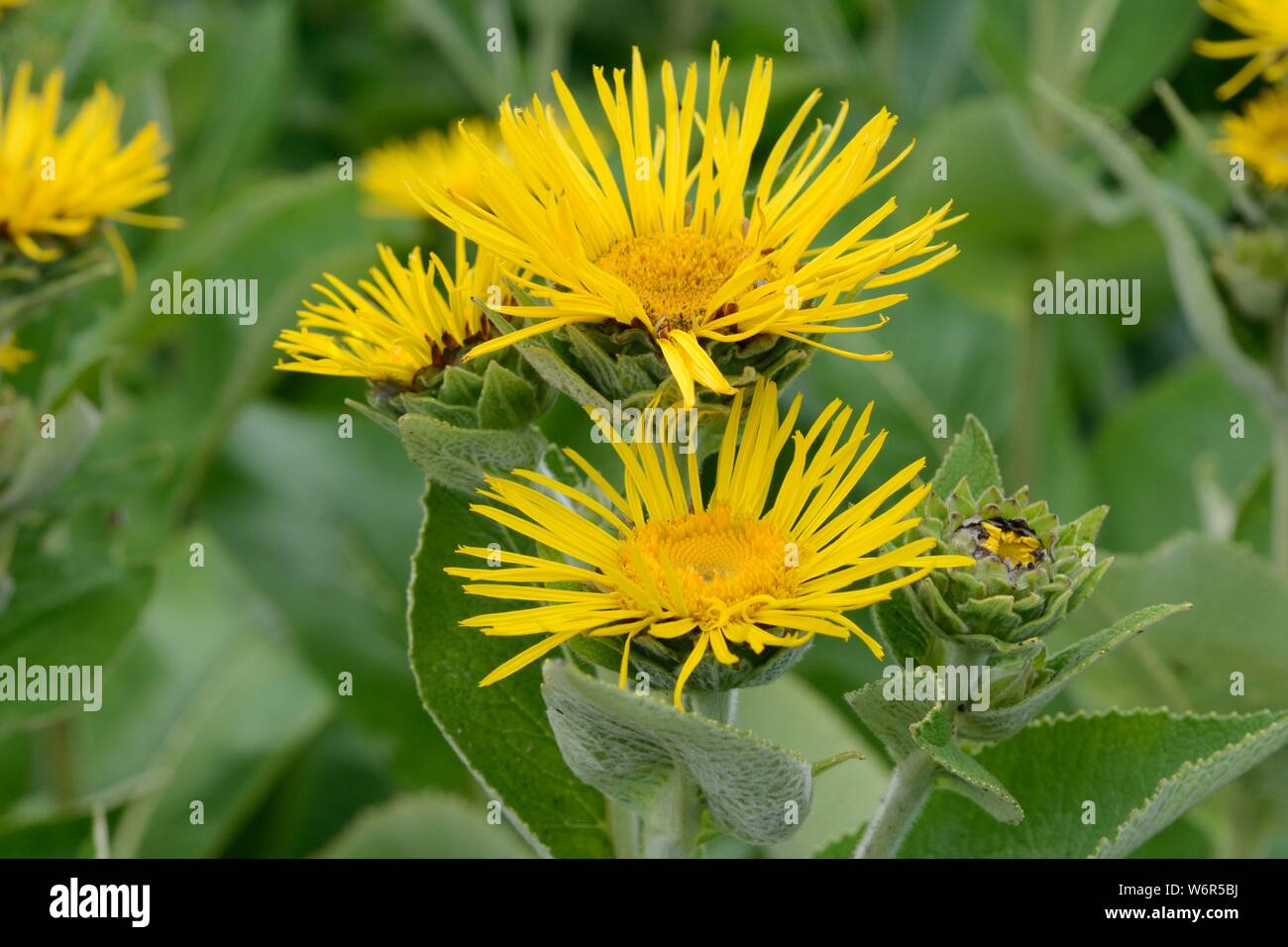 Indula racemosa Indian elecampane pushkarmool yellow daisy like flower ...