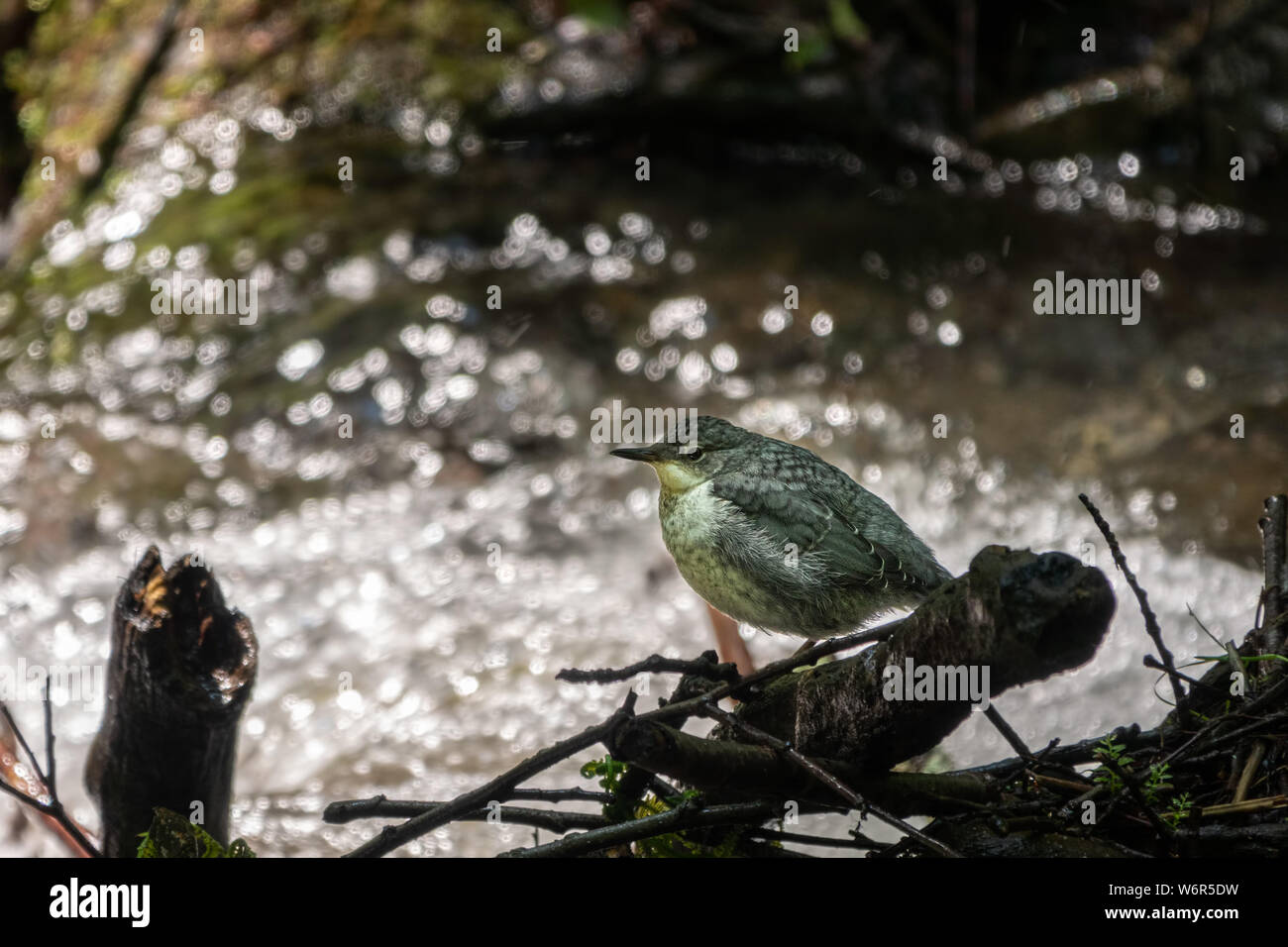 A small bird white-throated dipper, lat. Cinclus cinclus, sits on the ...