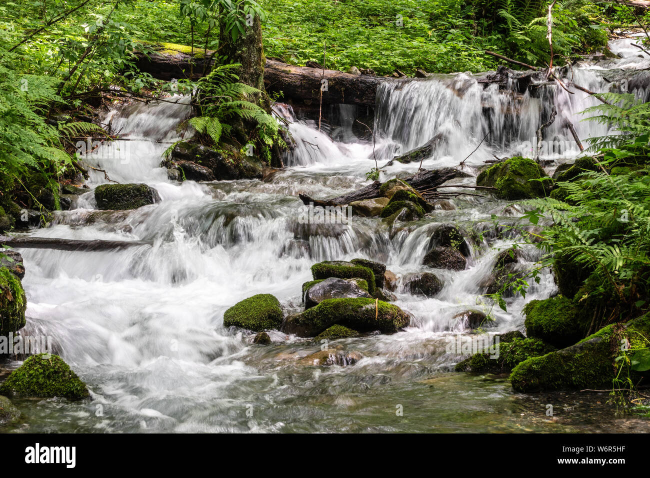 Fast mountain stream in forest, surrounded by greenery. Cascade of ...