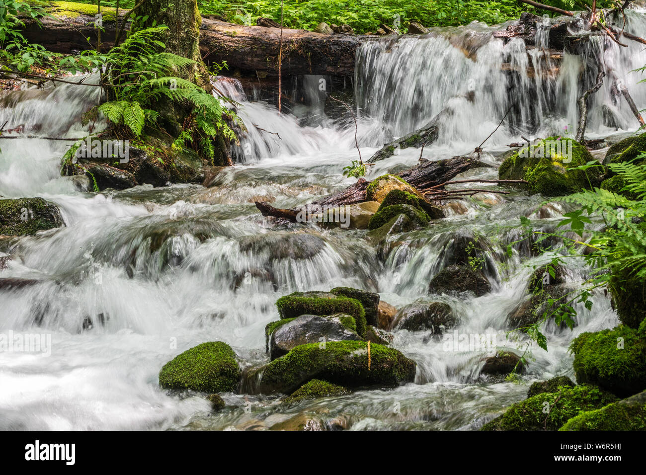 Fast mountain stream in forest, surrounded by greenery. Cascade of ...