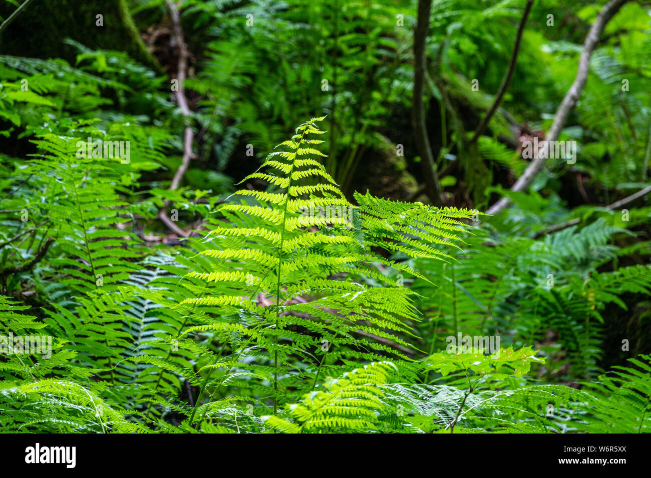 Green fern in the forest. Pteridium aquilinum or bracken, brake or ...