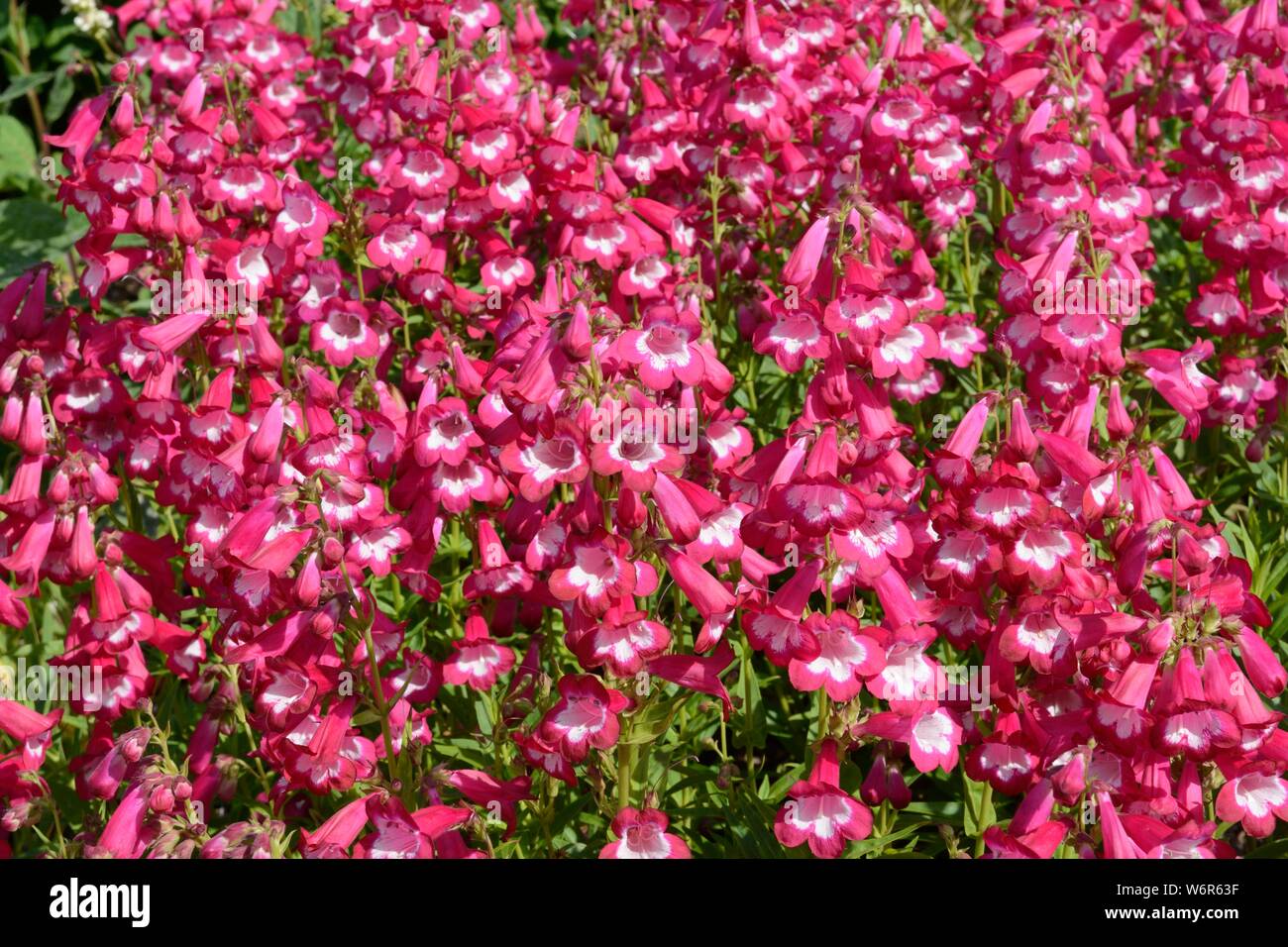 Bell shaped flowers hi-res stock photography and images - Alamy