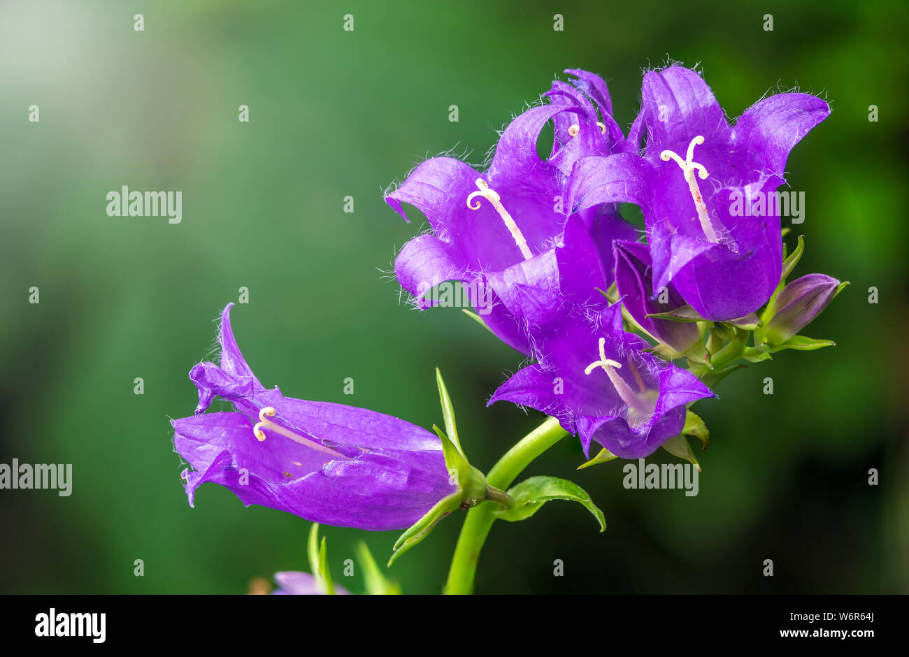 Campanula persicifolia, the peach-leaved bellflower,is a flowering ...